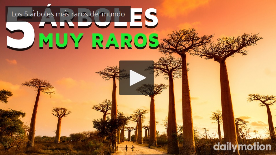 Los 5 árboles más raros del mundo | Critica
